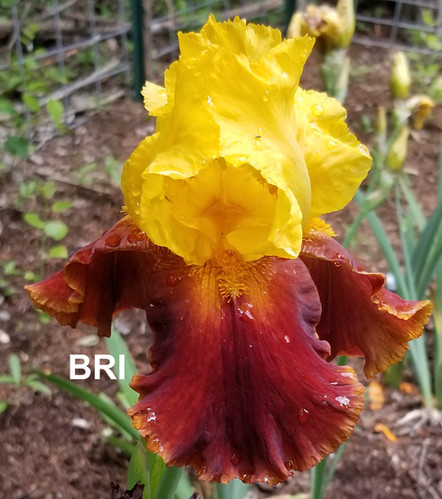 Fiesta Time | Black Ridge Iris