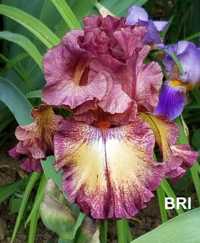 Raspberry Fudge | Black Ridge Iris