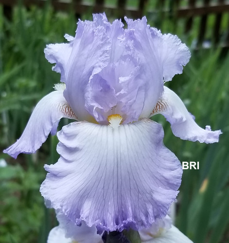 Fancy Stuff | Black Ridge Iris