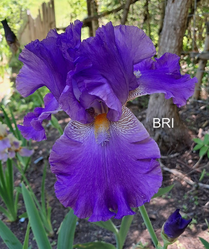 Aaron's Dagger | Black Ridge Iris