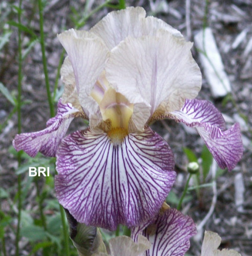 Bohemian Girl | Black Ridge Iris