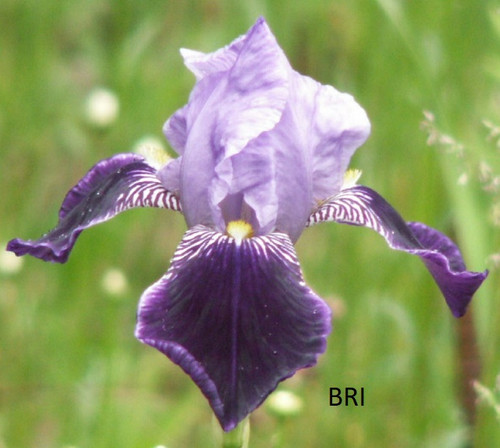 Perfection | Black Ridge Iris