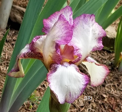 Raspberry Acres | Black Ridge Iris