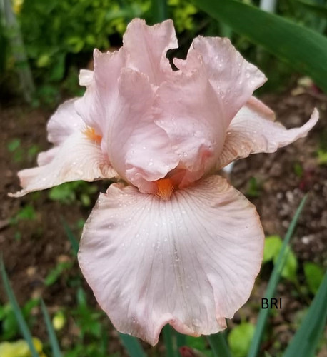Pink Attraction | Black Ridge Iris