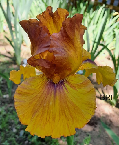 Spice Trader | Black Ridge Iris