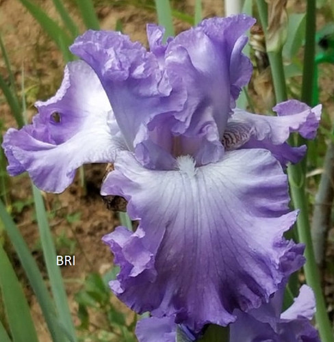 Bubbling Over | Black Ridge Iris