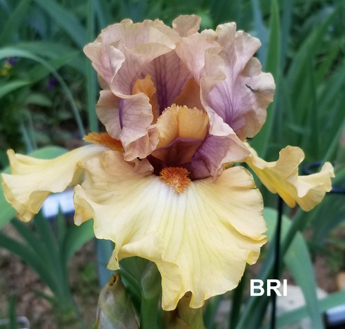 Desert Moth | Black Ridge Iris