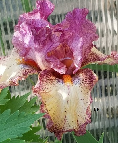 Brazen Beauty | Black Ridge Iris