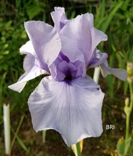 Codicil | Black Ridge Iris