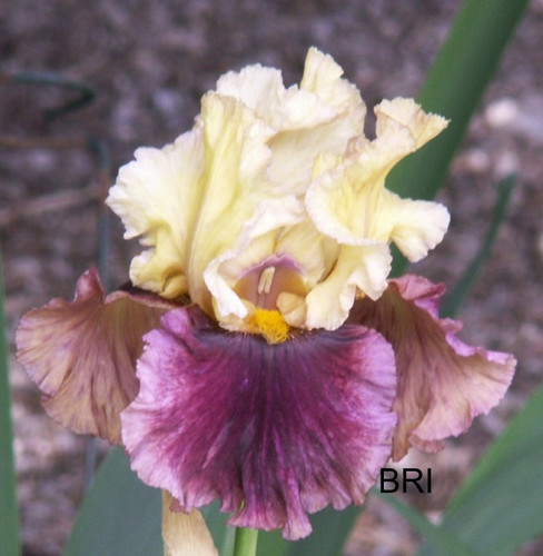 Cat Call | Black Ridge Iris