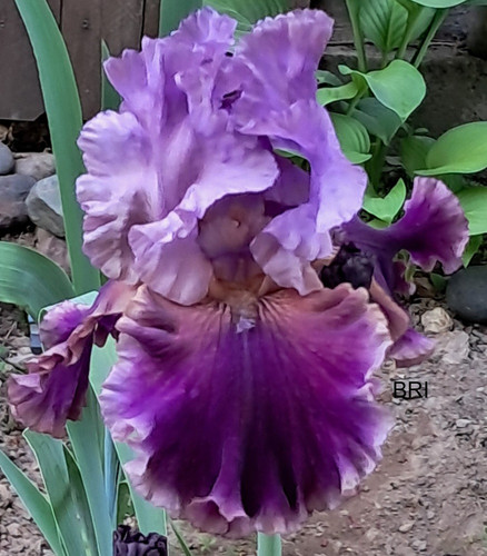 Huckleberry Pie | Black Ridge Iris