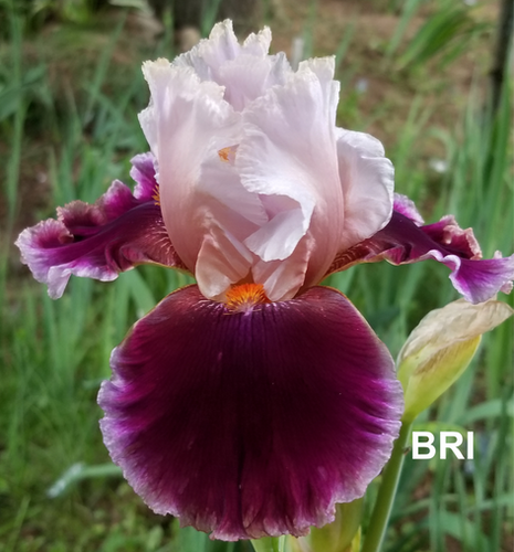 Breezin' | Black Ridge Iris