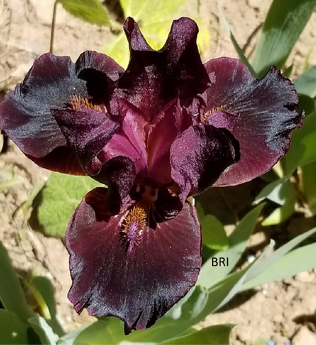 Devil Baby | Black Ridge Iris
