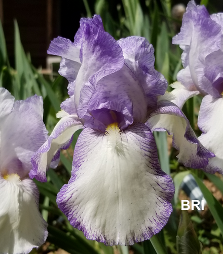 Queen Dorothy | Black Ridge Iris