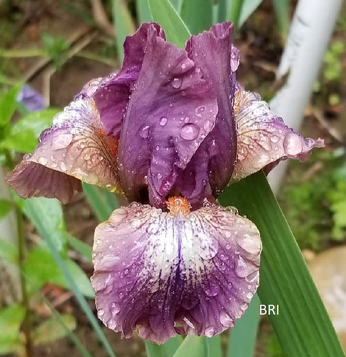 Yipee | Black Ridge Iris