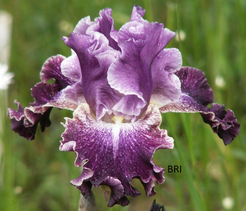 Double Click | Black Ridge Iris