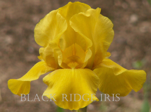 Mostest | Black Ridge Iris