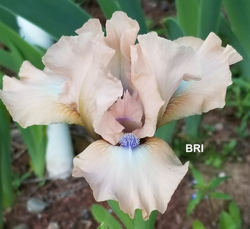 Poignant | Black Ridge Iris