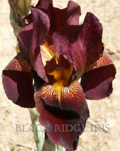 Redwood | Black Ridge Iris