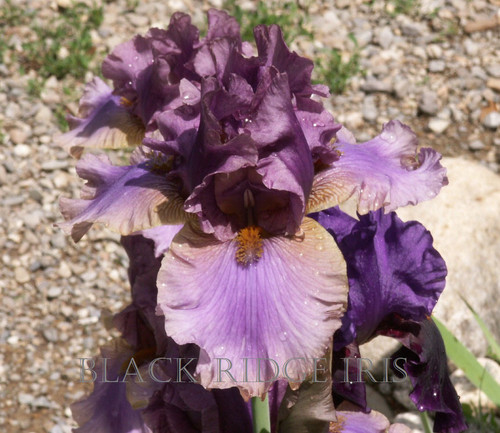 Crash Course | Black Ridge Iris