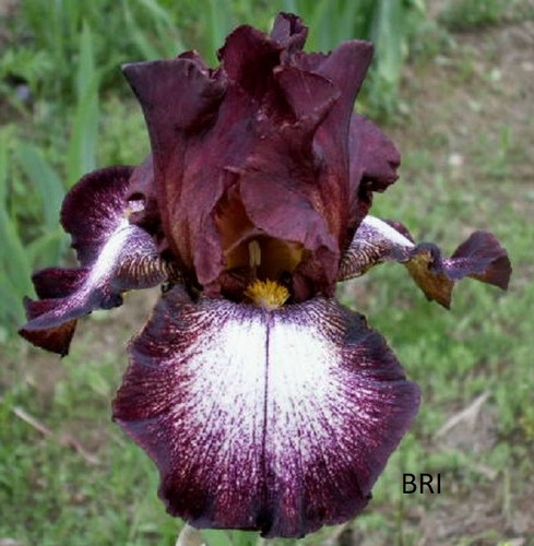 Tennison Ridge | Black Ridge Iris