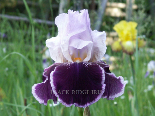 Armageddon | Black Ridge Iris