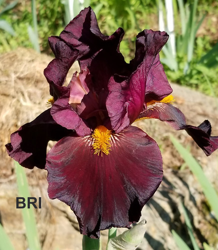 Awakening Embers | Black Ridge Iris