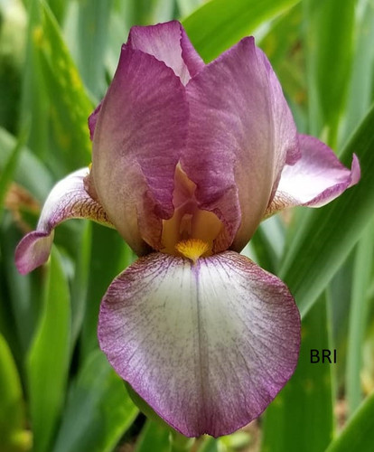 Rosemary's Dream | Black Ridge Iris