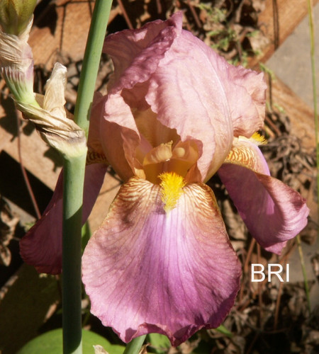 Alpine Glow | Black Ridge Iris