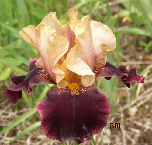 Rustic Royalty | Black Ridge Iris