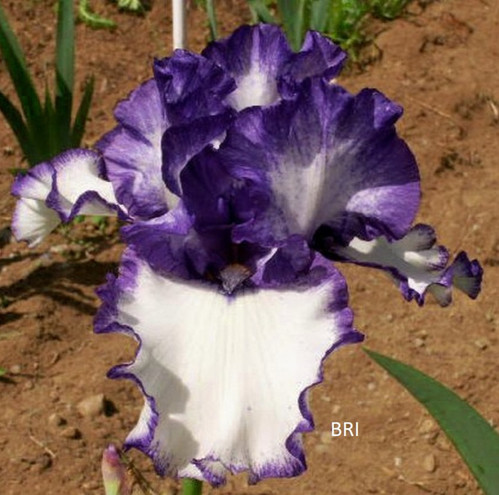 Classic Look | Black Ridge Iris