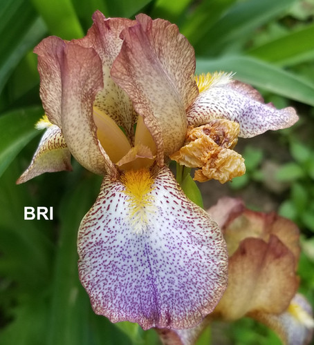 Merit | Black Ridge Iris