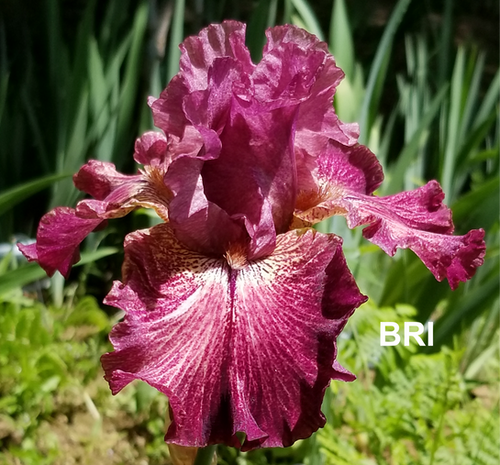 Return to Sender | Black Ridge Iris