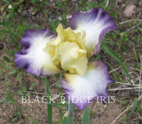 American Master | Black Ridge Iris