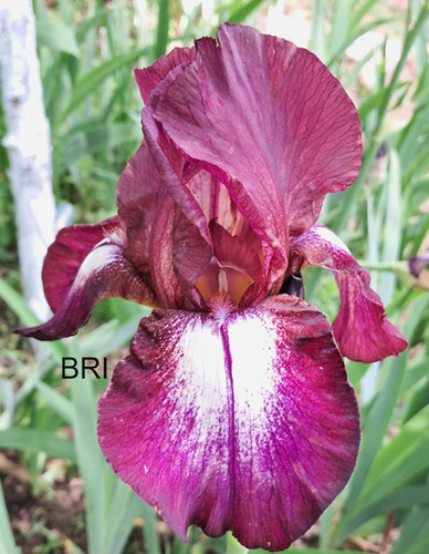 Bazaar | Black Ridge Iris