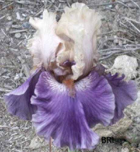 Puff The Magic | Black Ridge Iris