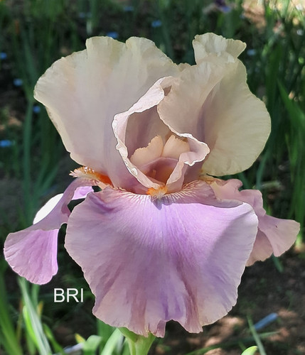 Smoking Volcano | Black Ridge Iris