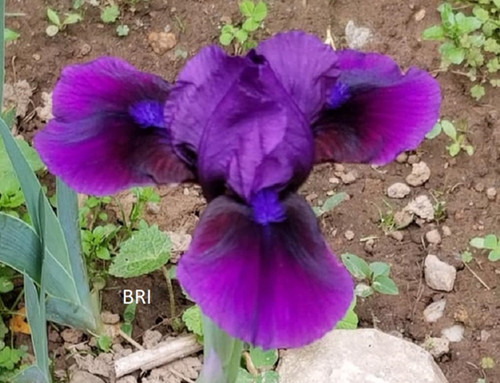 Grapesicle | Black Ridge Iris