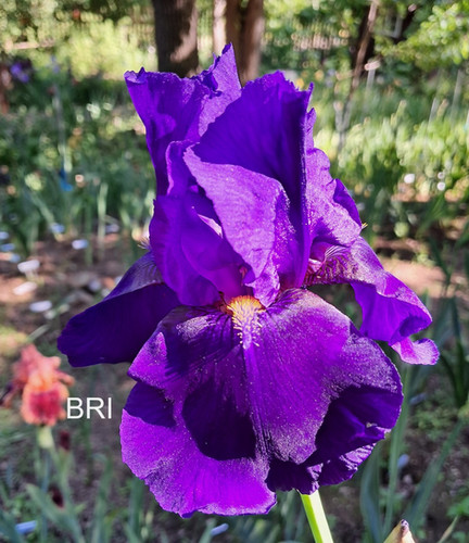 Allegiance | Black Ridge Iris