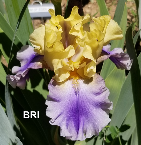 Edith Wolford | Black Ridge Iris