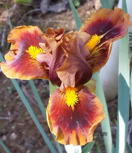 Gingerbread Trim | Black Ridge Iris