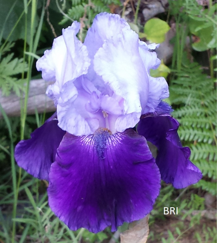 River Hawk | Black Ridge Iris