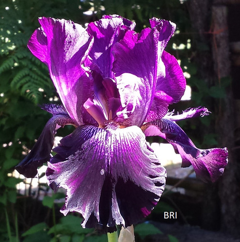Inky Icon | Black Ridge Iris