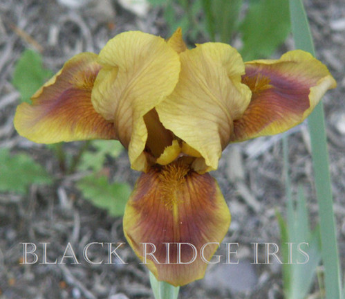 Apache Warrior | Black Ridge Iris