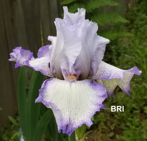 Acoma | Black Ridge Iris