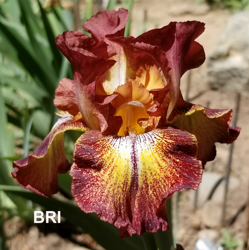 Paprika Fonos | Black Ridge Iris