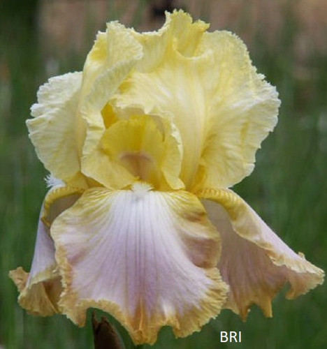 Enchanted One | Black Ridge Iris