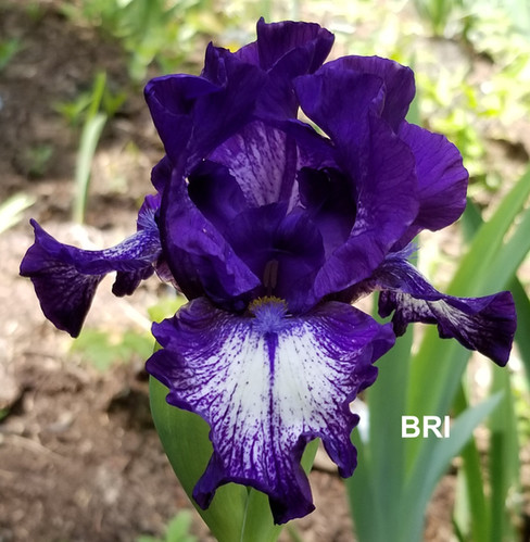 Starwoman | Black Ridge Iris