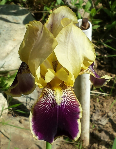 Vingolf | Black Ridge Iris