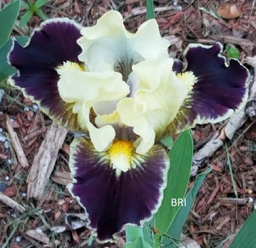 Coconino | Black Ridge Iris